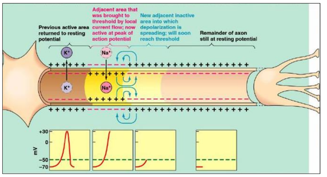 IBDP Biology 2025 SL&HL: C2.2 Neural signaling Study Notes