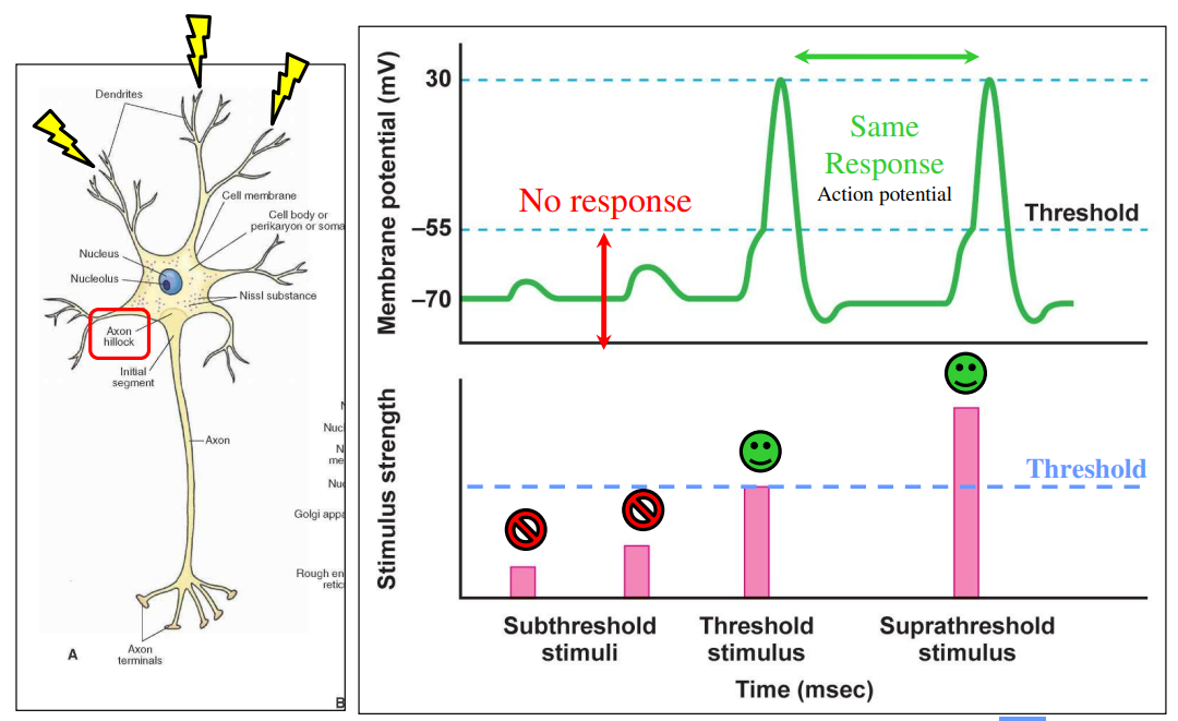 IBDP Biology 2025 SL&HL: C2.2 Neural signaling Study Notes