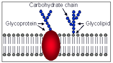 IBDP Biology 2025 SL&HL: C3.2 Defence against disease Study Notes