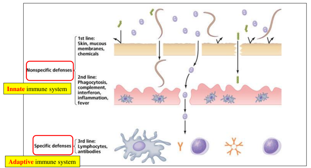 IBDP Biology 2025 SL&HL: C3.2 Defence against disease Study Notes