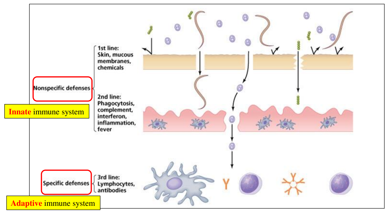 IBDP Biology 2025 SL&HL: C3.2 Defence against disease Study Notes