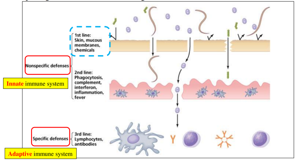 IBDP Biology 2025 SL&HL: C3.2 Defence against disease Study Notes
