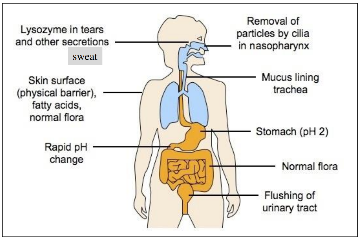 IBDP Biology 2025 SL&HL: C3.2 Defence against disease Study Notes