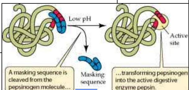 IBDP Biology 2025 SL&HL: C3.2 Defence against disease Study Notes