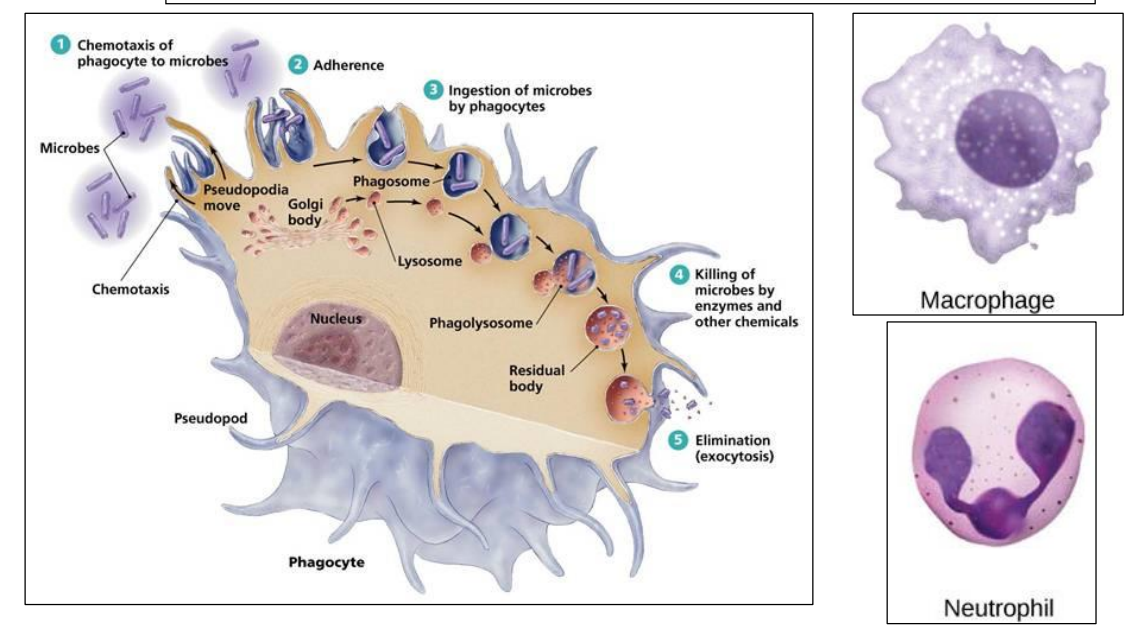 IBDP Biology 2025 SL&HL: C3.2 Defence against disease Study Notes