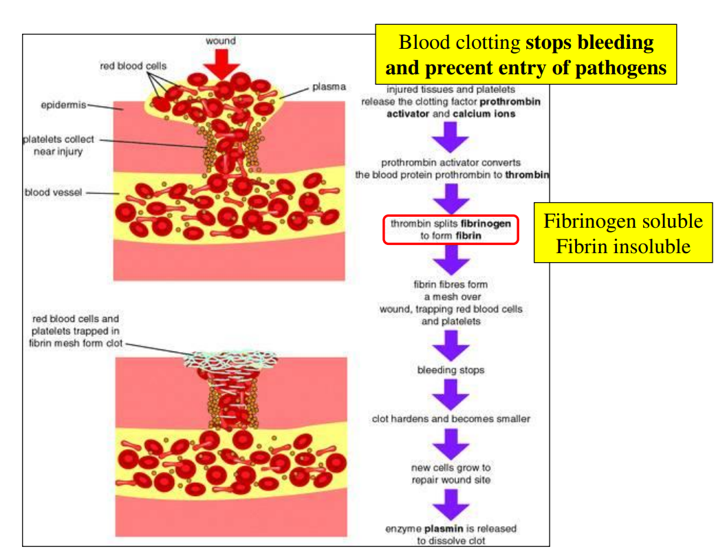 IBDP Biology 2025 SL&HL: C3.2 Defence against disease Study Notes