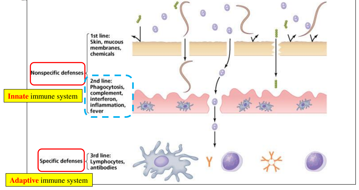 IBDP Biology 2025 SL&HL: C3.2 Defence against disease Study Notes