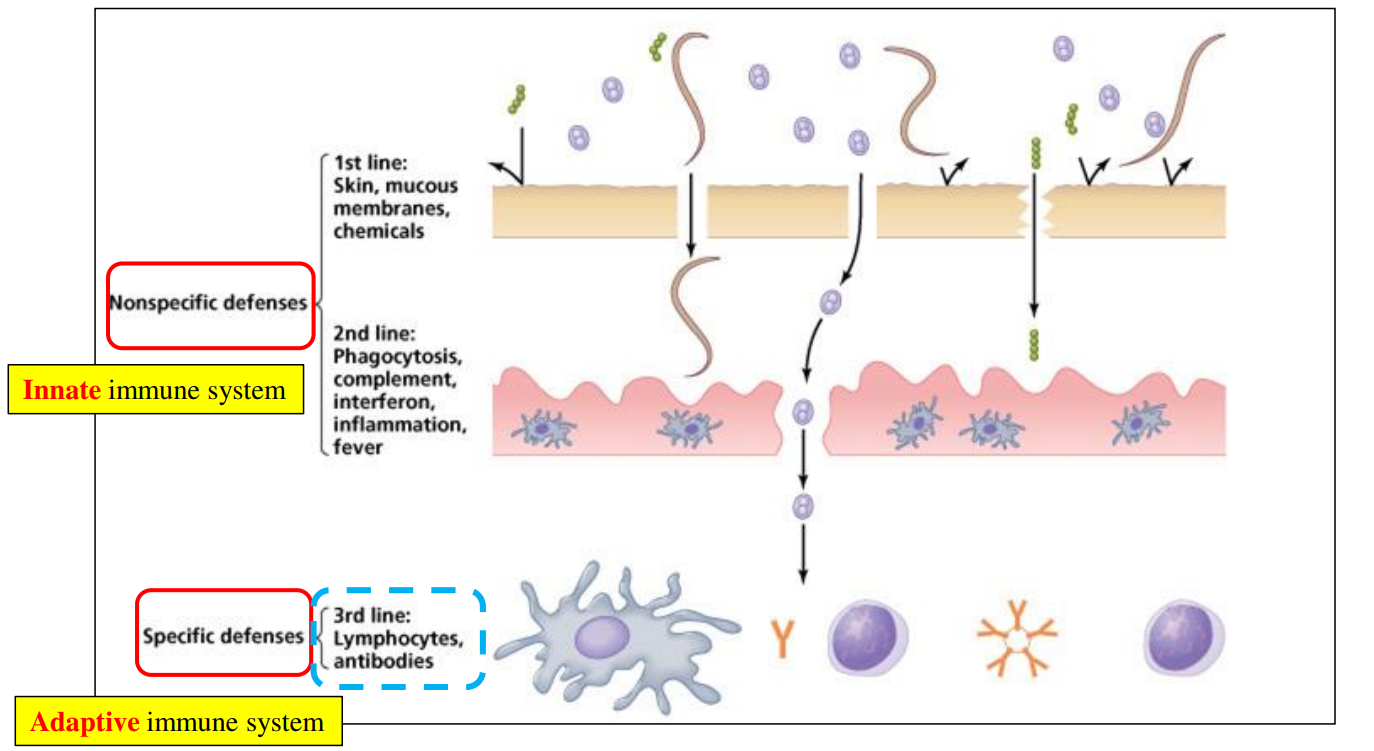 IBDP Biology 2025 SL&HL: C3.2 Defence against disease Study Notes