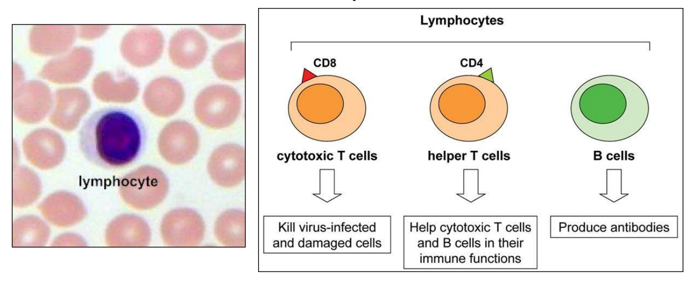 IBDP Biology 2025 SL&HL: C3.2 Defence against disease Study Notes