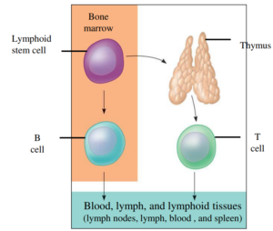 IBDP Biology 2025 SL&HL: C3.2 Defence against disease Study Notes