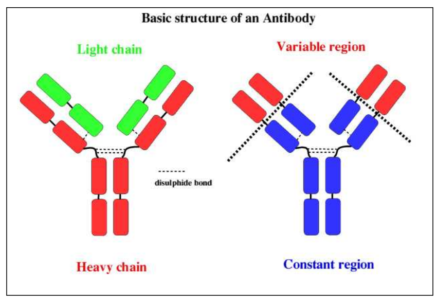 IBDP Biology 2025 SL&HL: C3.2 Defence against disease Study Notes