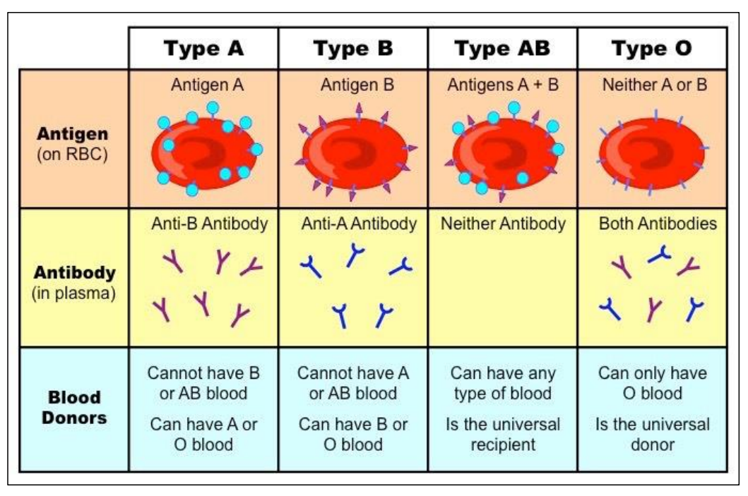 IBDP Biology 2025 SL&HL: C3.2 Defence against disease Study Notes