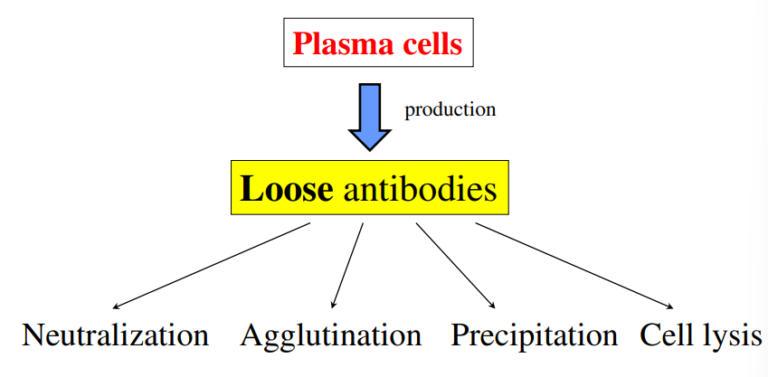 IBDP Biology 2025 SL&HL: C3.2 Defence against disease Study Notes