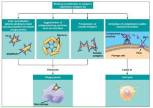 IBDP Biology 2025 SL&HL: C3.2 Defence against disease Study Notes