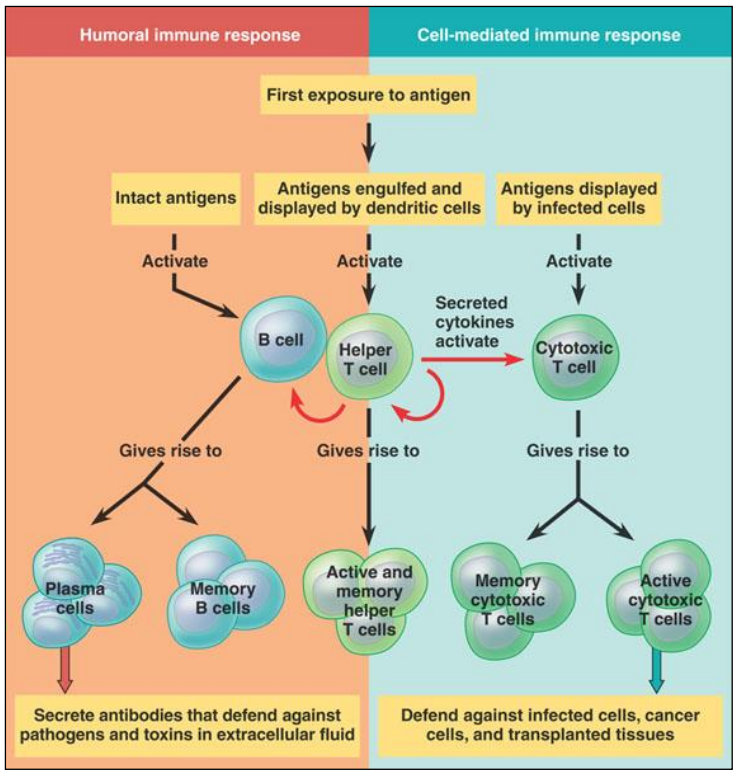 IBDP Biology 2025 SL&HL: C3.2 Defence against disease Study Notes