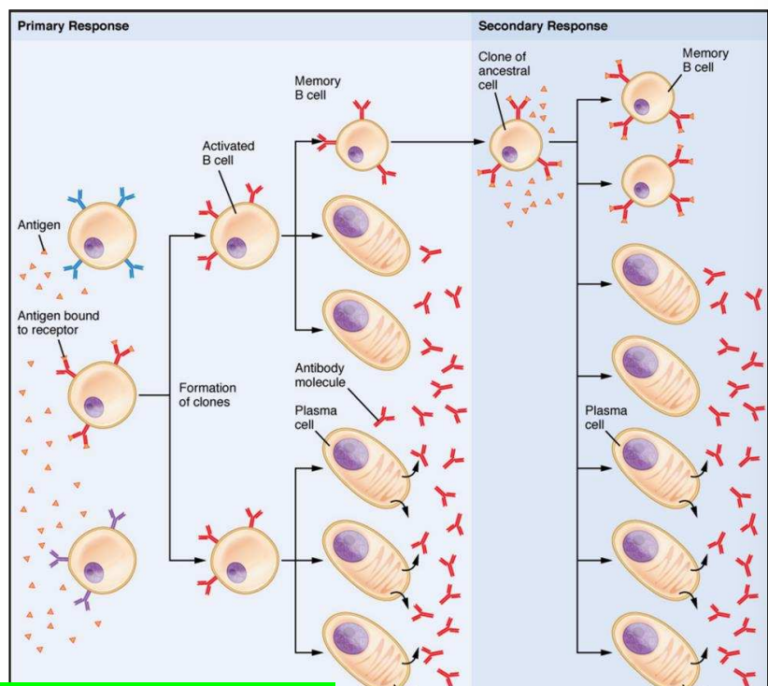 IBDP Biology 2025 SL&HL: C3.2 Defence against disease Study Notes