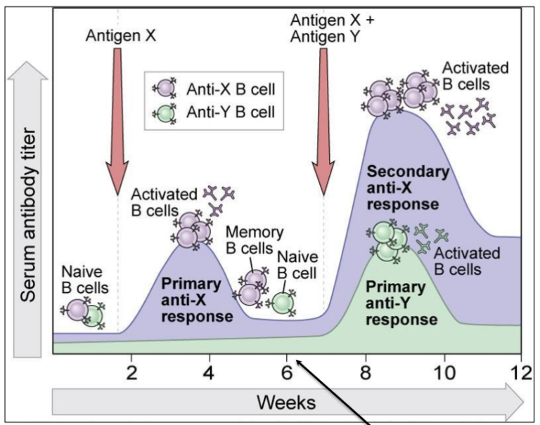 IBDP Biology 2025 SL&HL: C3.2 Defence against disease Study Notes