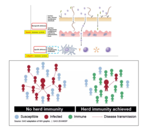 IBDP Biology 2025 SL&HL: C3.2 Defence against disease Study Notes