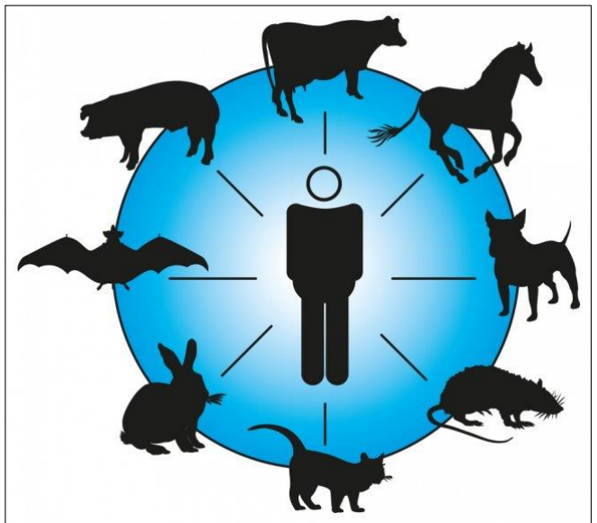 IBDP Biology 2025 SL&HL: C3.2 Defence against disease Study Notes