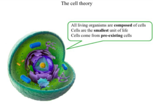 IBDP Biology 2025 SL&HL: D1.1 DNA replication Study Notes