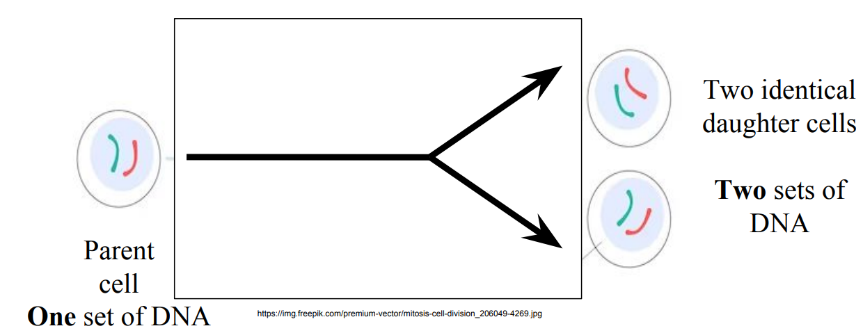 IB DP Biology D1.1 DNA replication Study Notes | IITian Academy