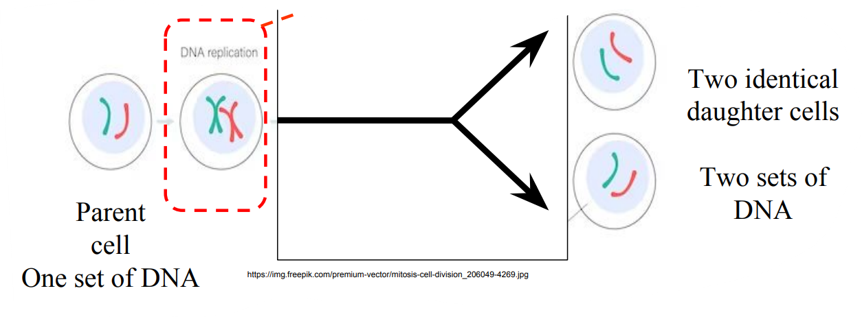 IB DP Biology D1.1 DNA replication Study Notes | IITian Academy