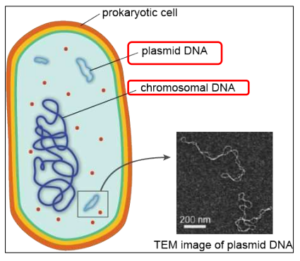 IBDP Biology 2025 SL&HL: D1.1 DNA replication Study Notes