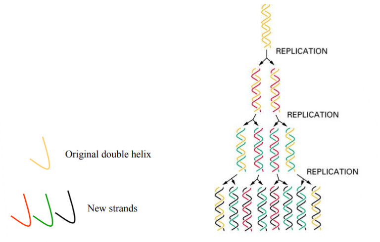 IB DP Biology D1.1 DNA replication Study Notes | IITian Academy