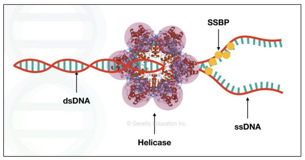 IB DP Biology D1.1 DNA replication Study Notes | IITian Academy