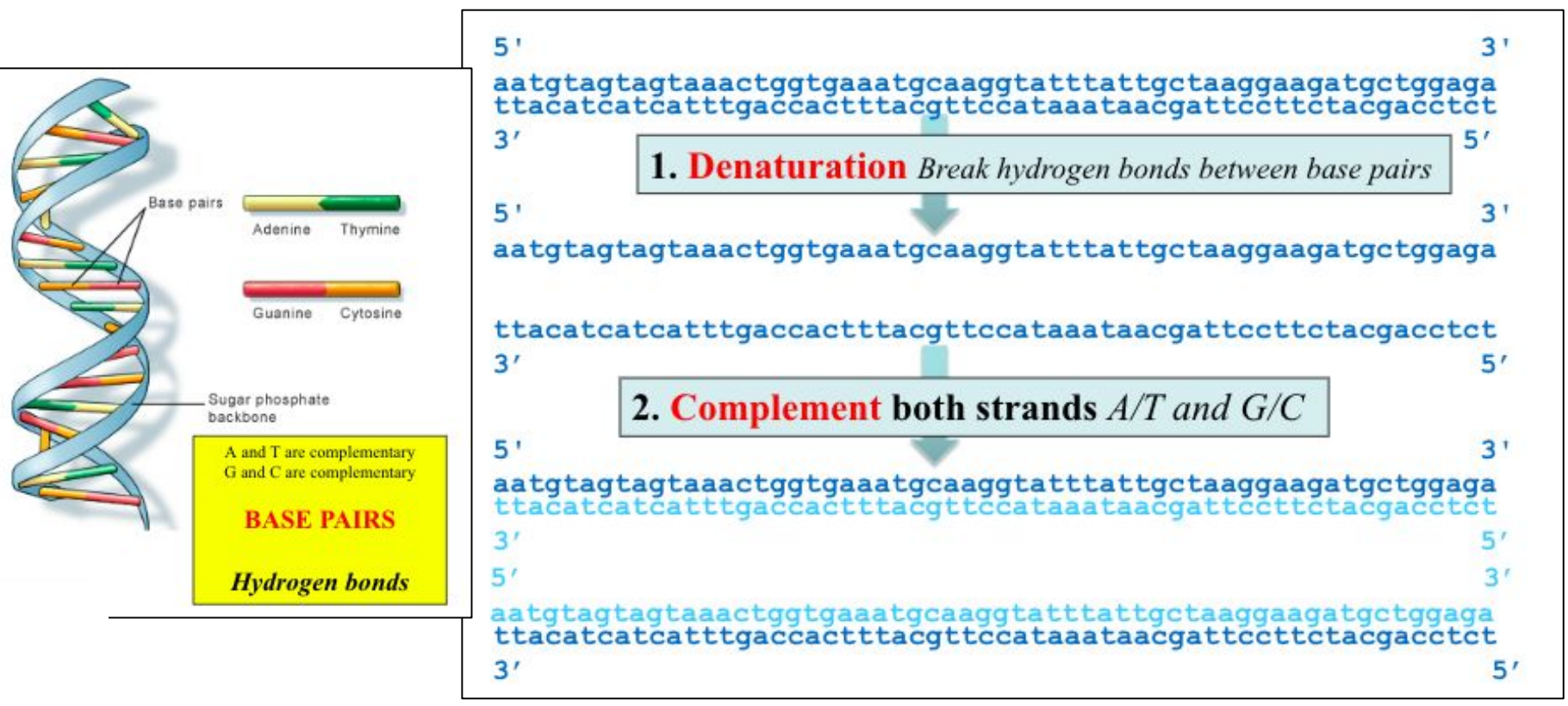 IBDP Biology 2025 SL&HL: D1.1 DNA replication Study Notes