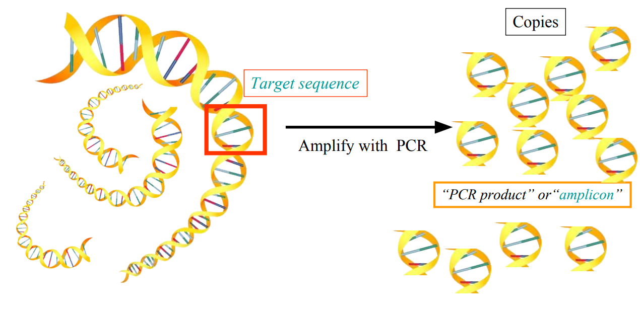 IBDP Biology 2025 SL&HL: D1.1 DNA replication Study Notes