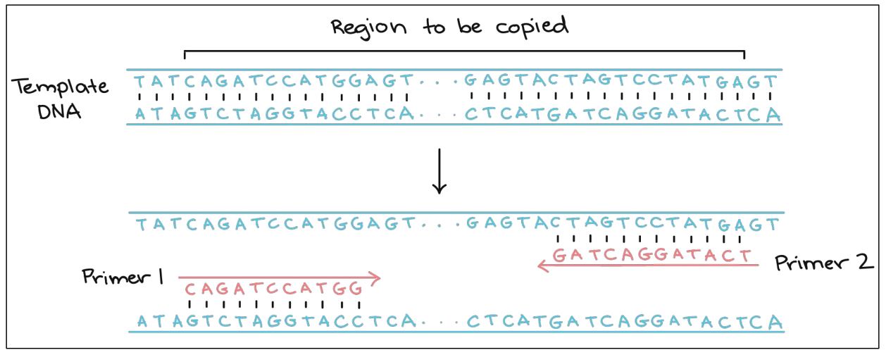IBDP Biology 2025 SL&HL: D1.1 DNA replication Study Notes