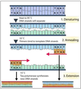 IBDP Biology 2025 SL&HL: D1.1 DNA replication Study Notes