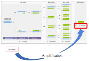 IBDP Biology 2025 SL&HL: D1.1 DNA replication Study Notes