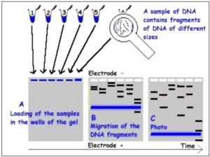 IBDP Biology 2025 SL&HL: D1.1 DNA replication Study Notes