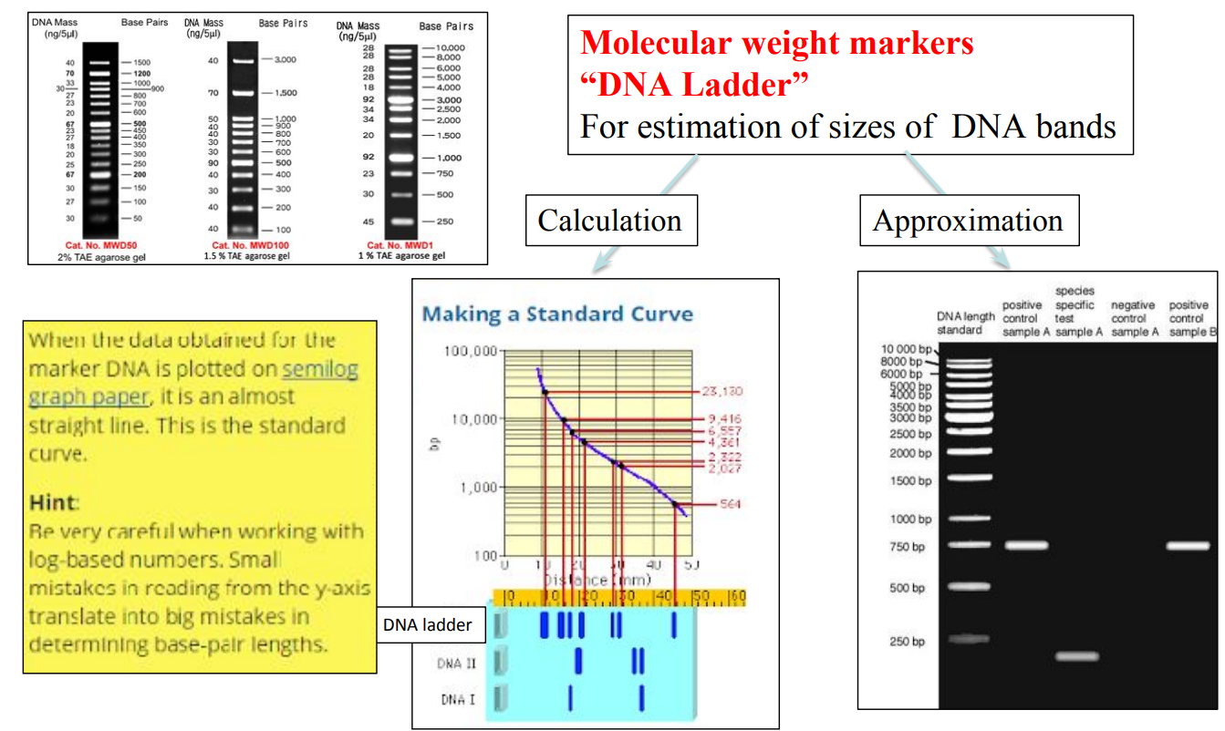 IBDP Biology 2025 SL&HL: D1.1 DNA replication Study Notes