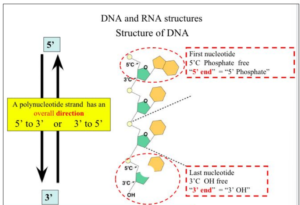 IBDP Biology 2025 SL&HL: D1.1 DNA replication Study Notes