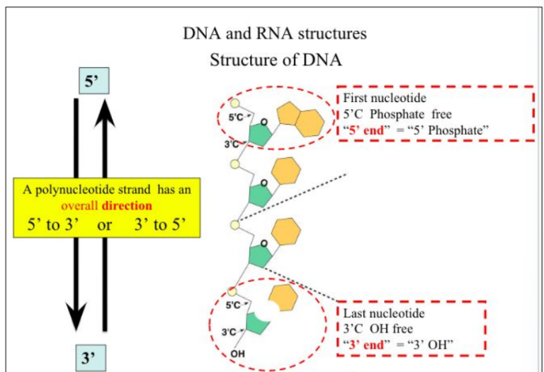 IB DP Biology D1.1 DNA replication Study Notes | IITian Academy