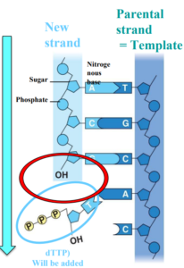 IBDP Biology 2025 SL&HL: D1.1 DNA replication Study Notes