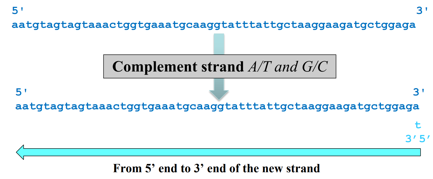 IBDP Biology 2025 SL&HL: D1.1 DNA replication Study Notes