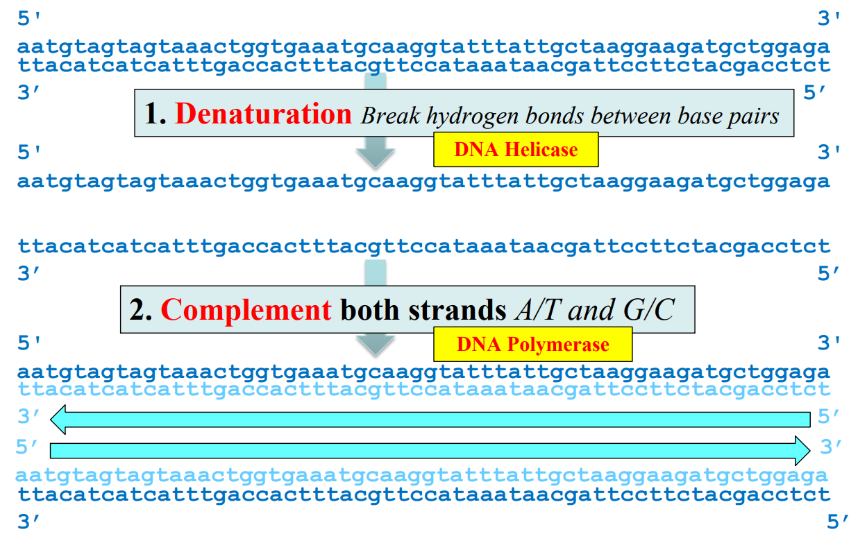IBDP Biology 2025 SL&HL: D1.1 DNA replication Study Notes - IBDP, MYP ...