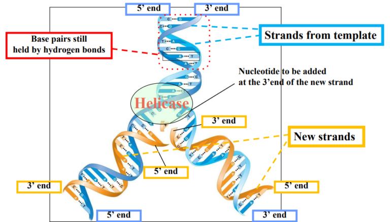 IBDP Biology 2025 SL&HL: D1.1 DNA replication Study Notes