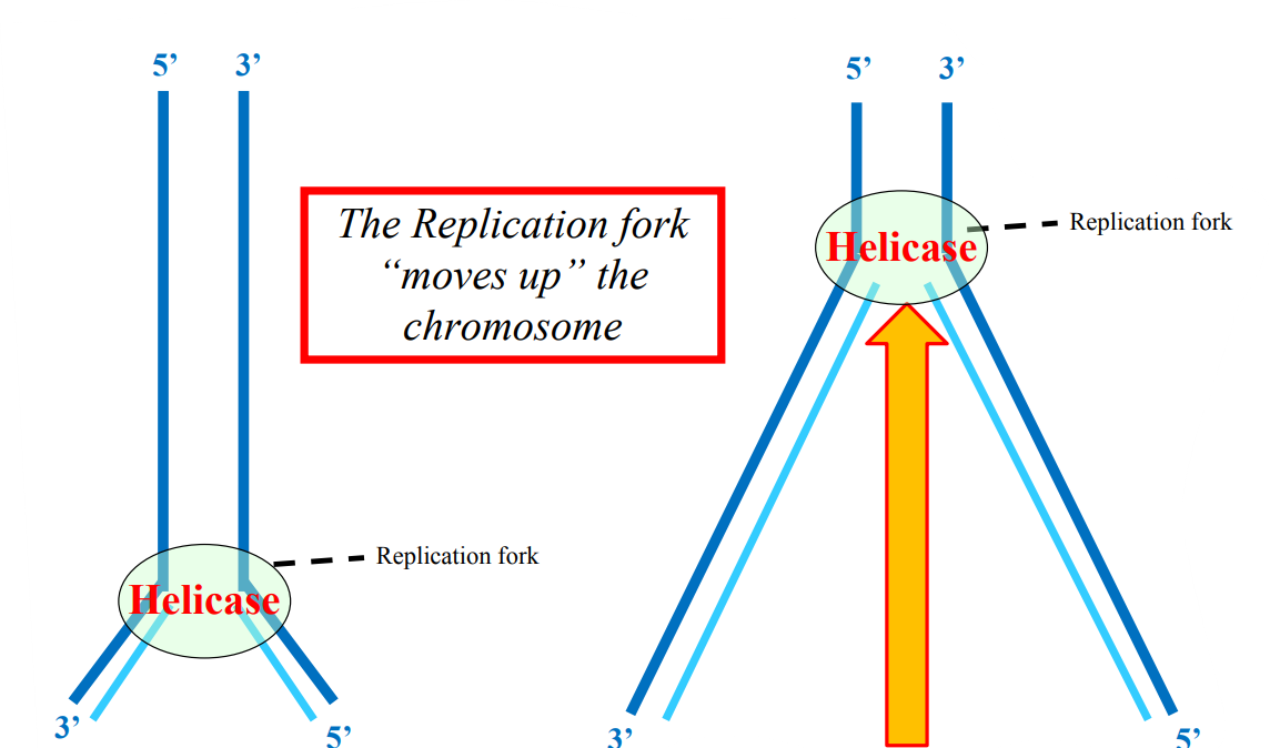 IBDP Biology 2025 SL&HL: D1.1 DNA replication Study Notes