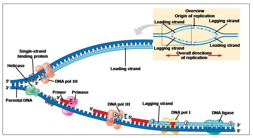 IBDP Biology 2025 SL&HL: D1.1 DNA replication Study Notes