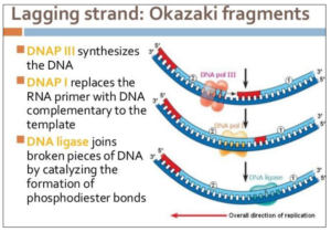 IBDP Biology 2025 SL&HL: D1.1 DNA replication Study Notes