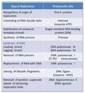 IBDP Biology 2025 SL&HL: D1.1 DNA replication Study Notes