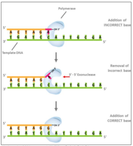 IBDP Biology 2025 SL&HL: D1.1 DNA replication Study Notes