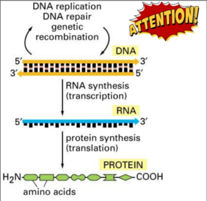 IBDP Biology 2025 SL&HL: D1.2 Protein synthesis Study Notes