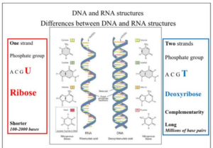 IBDP Biology 2025 SL&HL: D1.2 Protein synthesis Study Notes