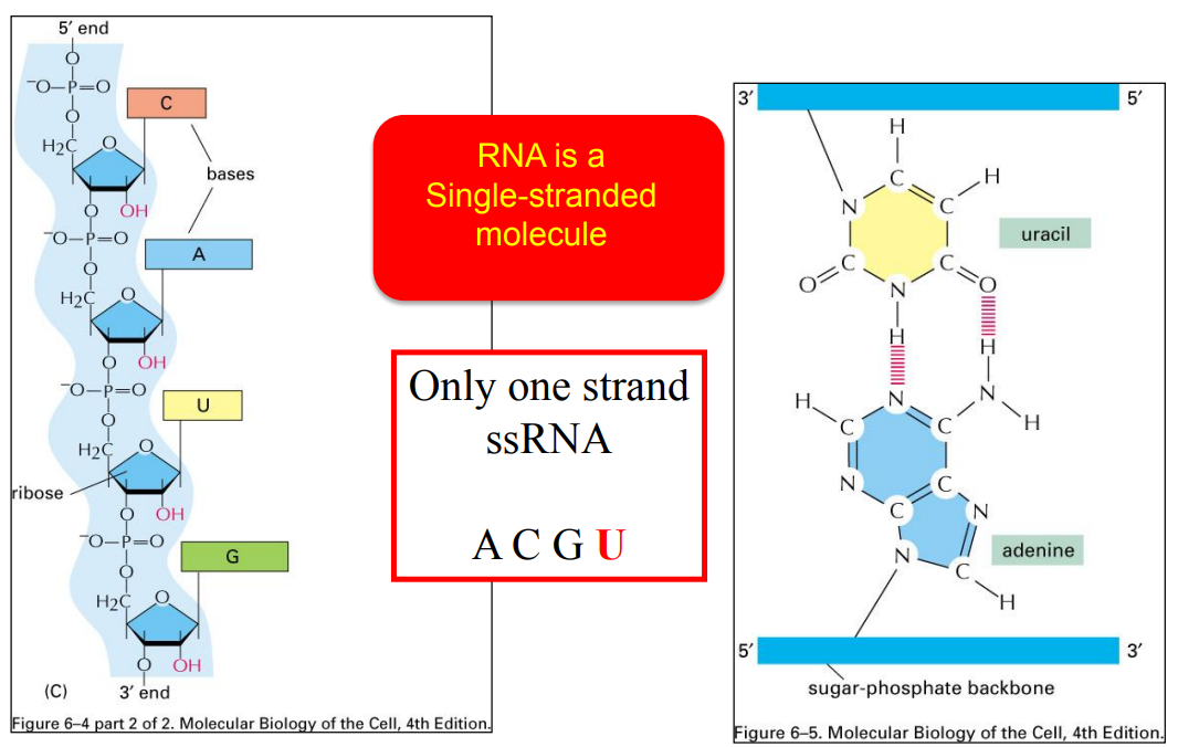 IBDP Biology 2025 SL&HL: D1.2 Protein synthesis Study Notes